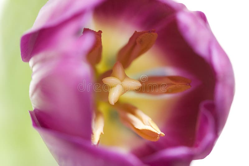 Purple tulip stock image. Image of single, flower, vibrant - 8153331