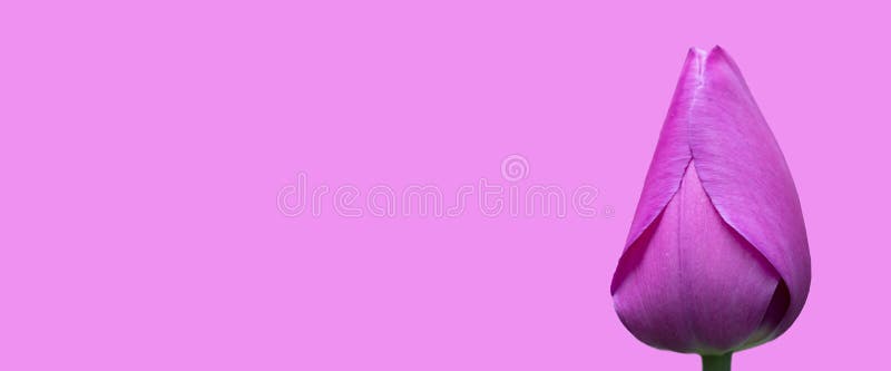Purple Tulip Banner on a Purple Background. Stock Photo - Image of ...