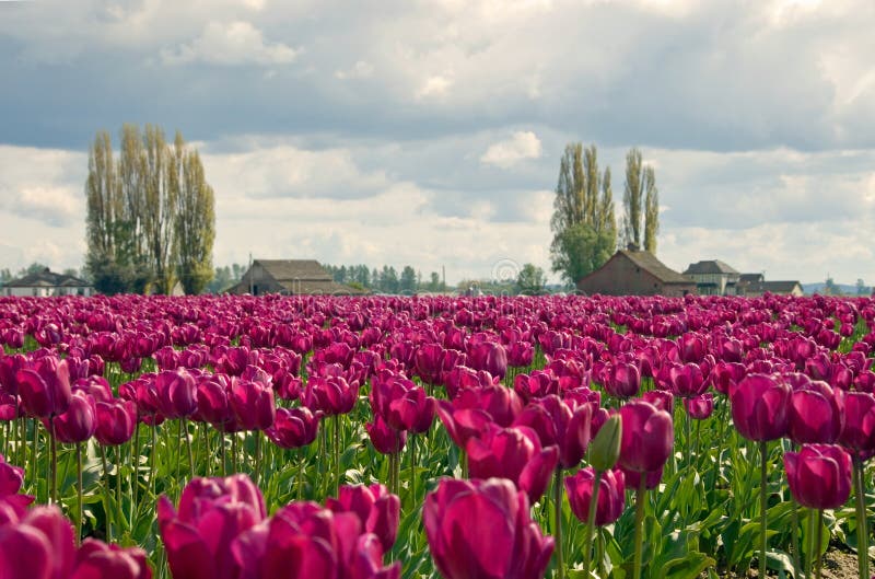 Tulip Farm stock photo. Image of classic, tool, post, green - 2245176