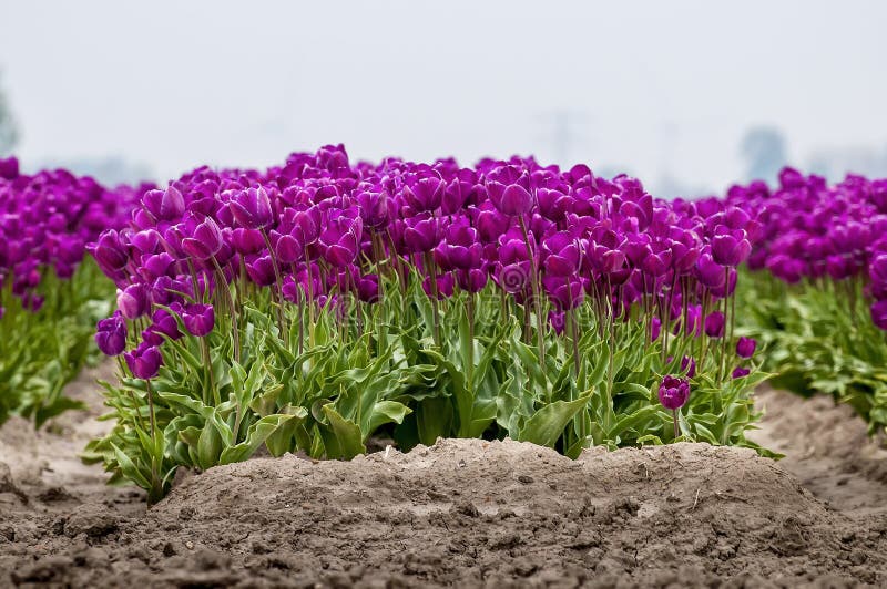 Purple tulip front stock photo. Image of purple, dutch - 42361752