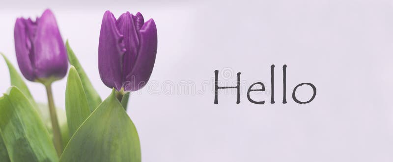 Purple Tulip and Hello stock image. Image of petal, tulip - 51090393