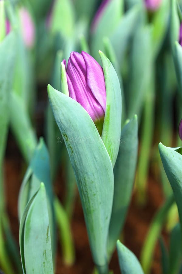 Purple Tulip Sprout Growing Stock Image - Image of closeup, cultivate ...