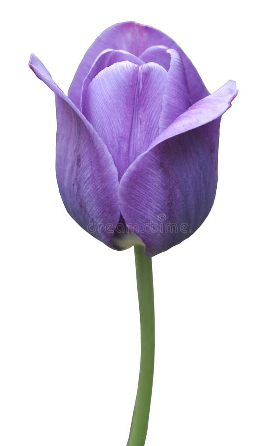 Purple Tulip on a White Background, Side View, Close-up Stock Image ...
