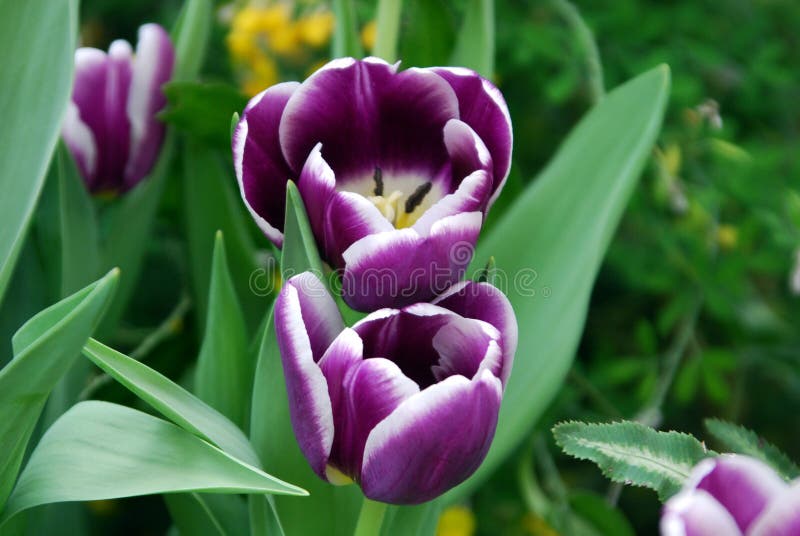 Purple Tulips stock photo. Image of wild, white, life - 10551784