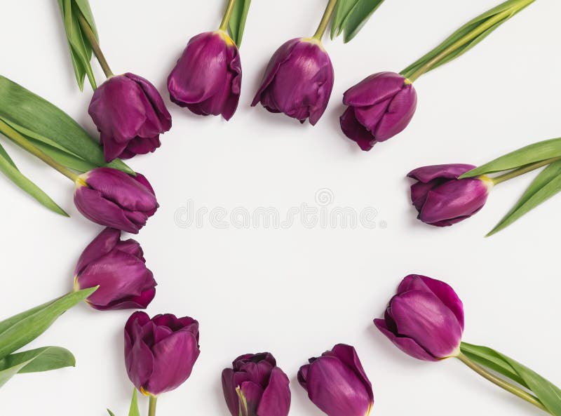 Circle Of Tulips With Space For Text. Beautiful Blossoming Tulip Flower ...