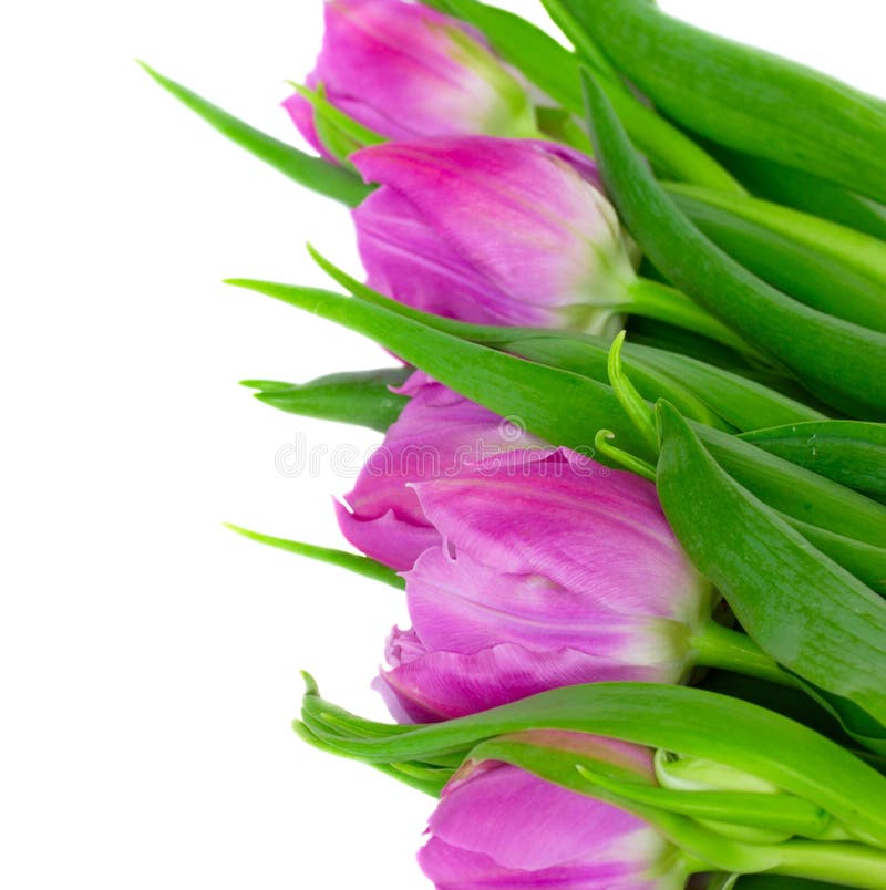 Pink Tulips Bunch Floral Corner Border on White Background Stock Image ...