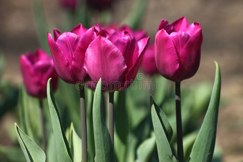 Purple tulips stock photo. Image of purple, blossom, bossom - 44842106