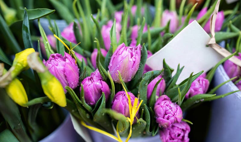 Purple Tulips in Flower Shop Stock Image - Image of fresh, amenity ...