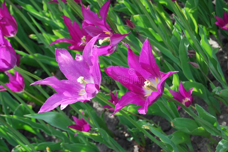 A Purple Crinum Lily (Crinum Asiaticum) Stock Image - Image of ...