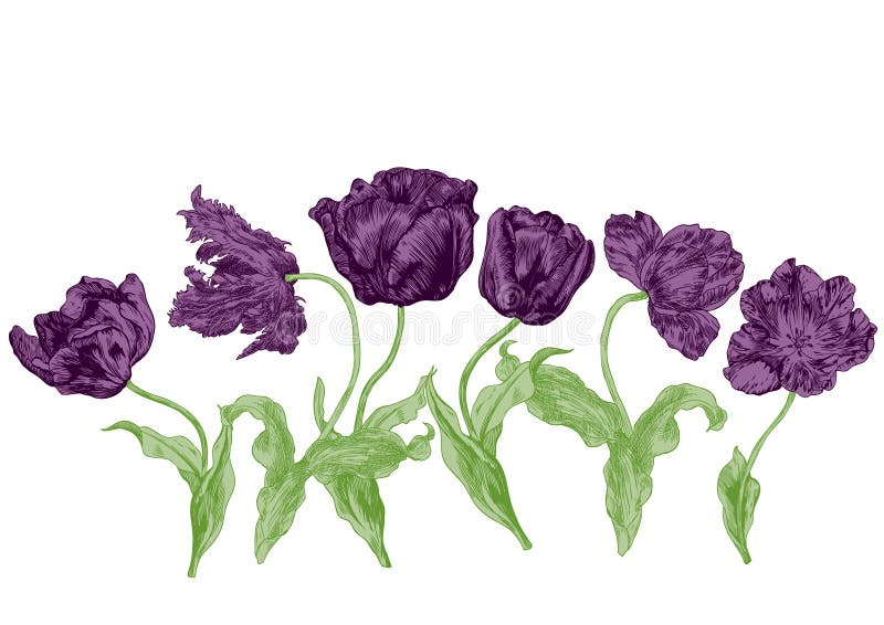 Purple tulips stock vector. Illustration of element - 143085925