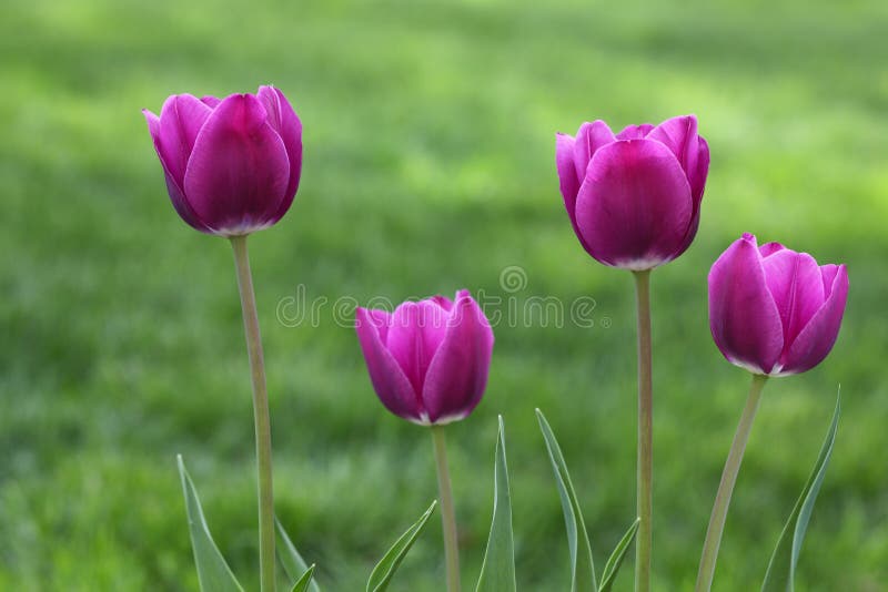 Purple Tulips stock photo. Image of elegant, purple, flower - 32077964