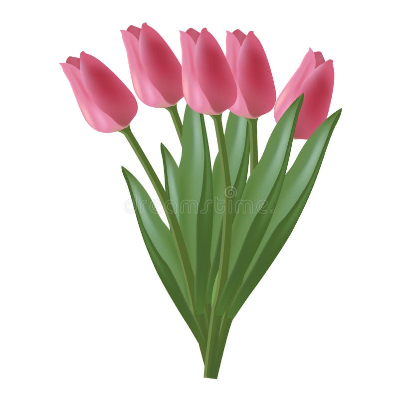 Purple Tulips, Vector Illustration Stock Vector - Illustration of ...