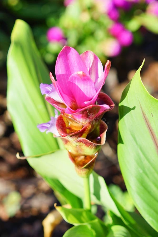 Purple Turmeric Flower on Plant Stock Photo - Image of beauty, ginger ...