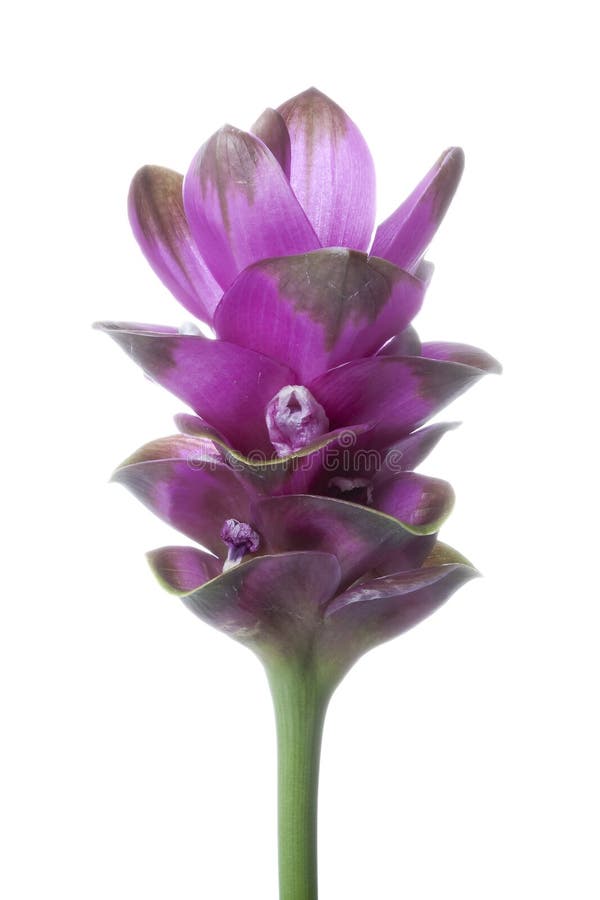 Turmeric Flower (Curcuma Longa) Stock Photo - Image of oriental, spicy ...