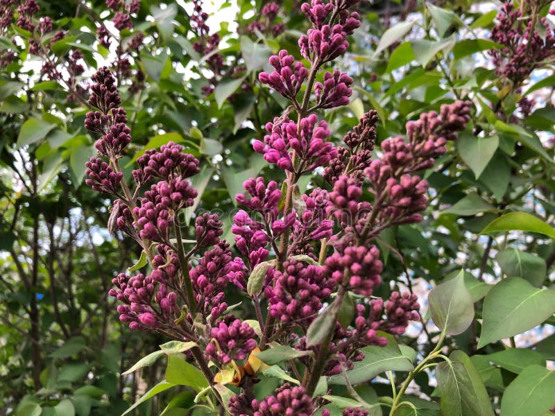 Small Bright Lilac Buds In The Spring Park On A Tree Branch Stock Image ...