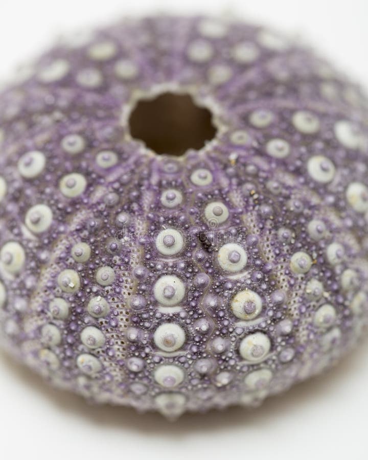 Purple urchin stock image. Image of skeleton, strongylocentrotus - 49379875