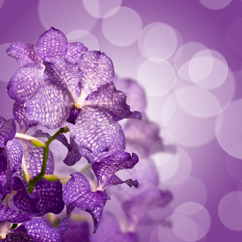 Purple vanda close up stock image. Image of petal, decoration - 50182591