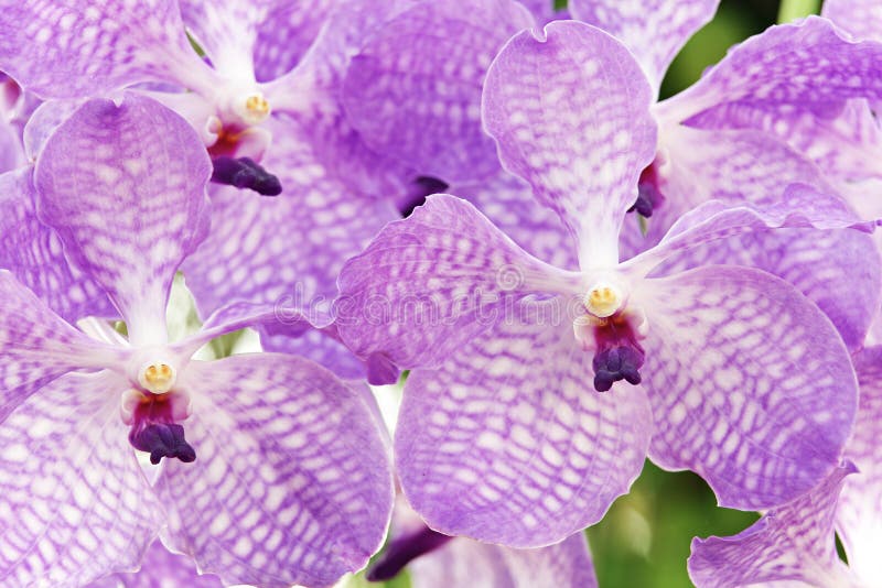 Purple Vanda Orchid stock photo. Image of decor, green - 18973938