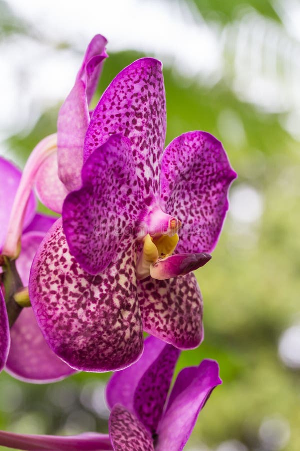 Purple vanda orchid flower stock image. Image of phalaenopsis - 46744759