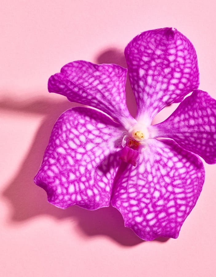 Vanda Orchid Flower on Pink Background Stock Image - Image of blossom ...