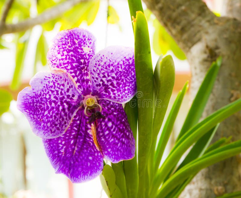 Purple vanda orchid stock photo. Image of aromatherapy - 45931766