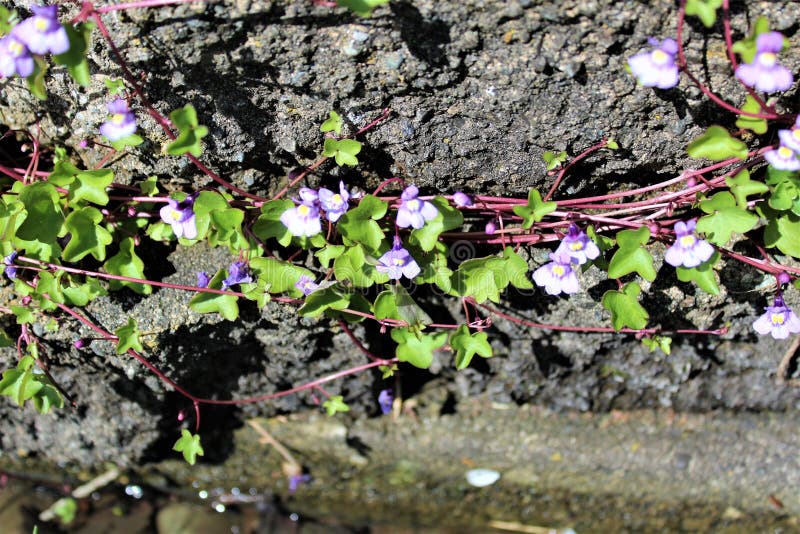 Purple vines with flowers stock image. Image of climbing - 92666089