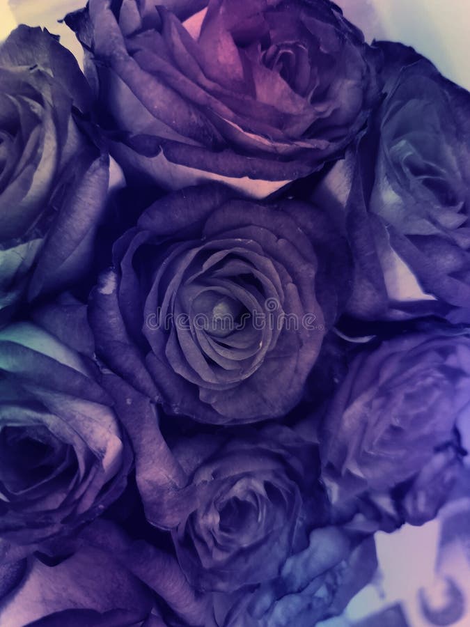 Purple vintage dream roses stock image. Image of lilac - 266097001
