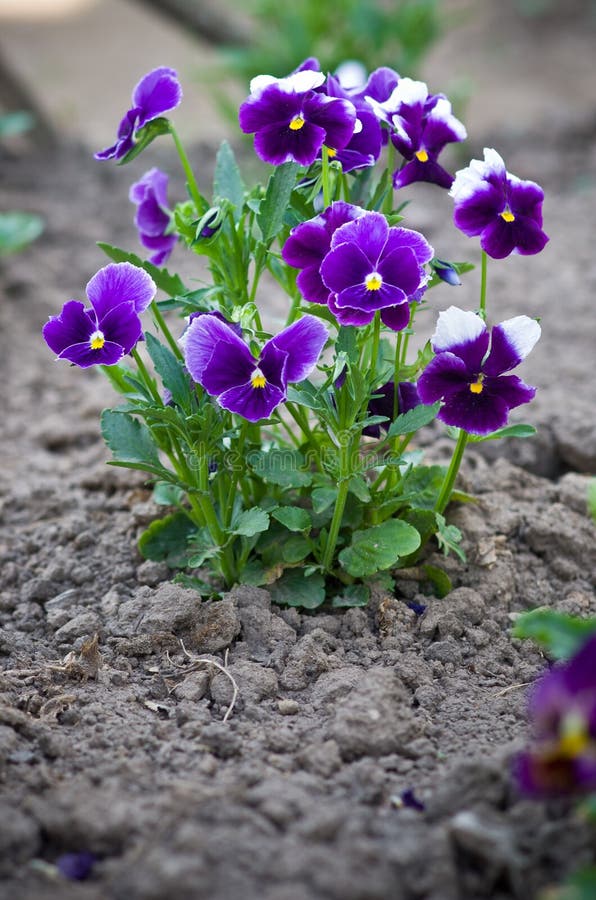 Purple viola closeup stock image. Image of blossom, seasonal - 31510505
