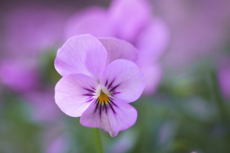 Purple Viola flower stock photo. Image of details, viola - 165605866