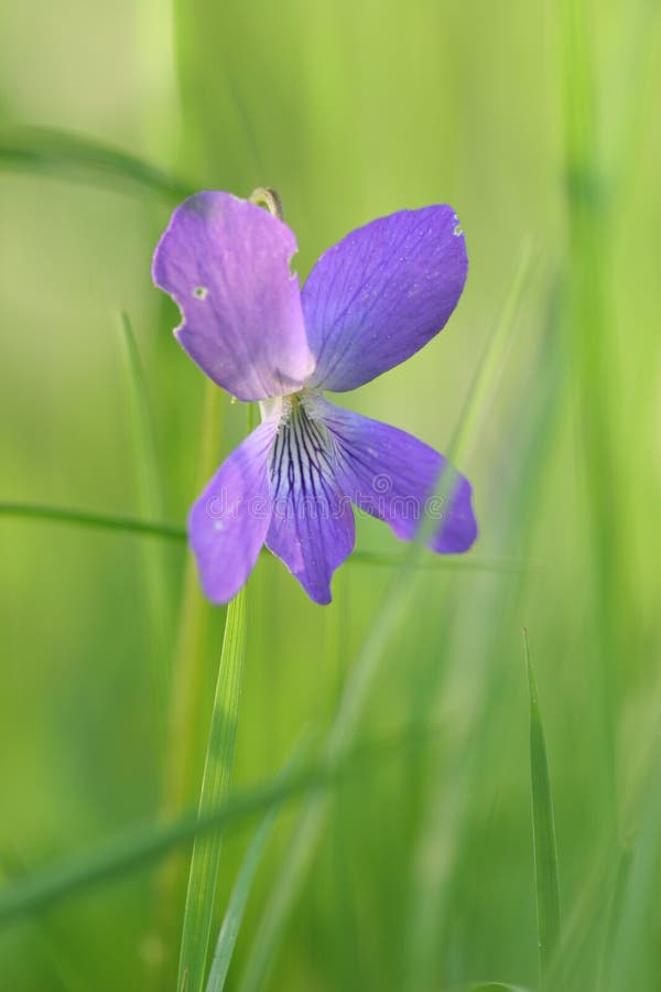 Purple Violet stock image. Image of beautiful, plants, purple - 816725