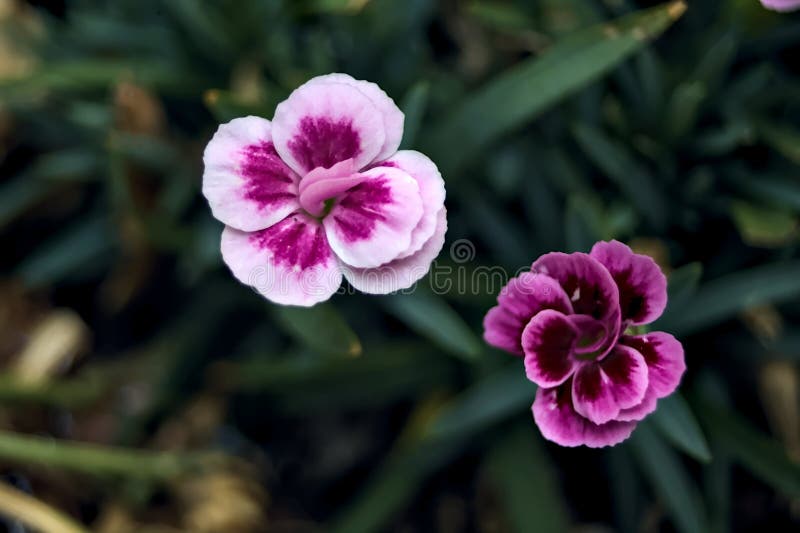 Purple and Violet Carnations in Bloom Seen Up Close Stock Photo - Image ...