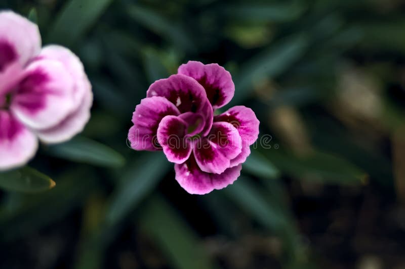 Purple and Violet Carnations in Bloom Seen Up Close Stock Image - Image ...