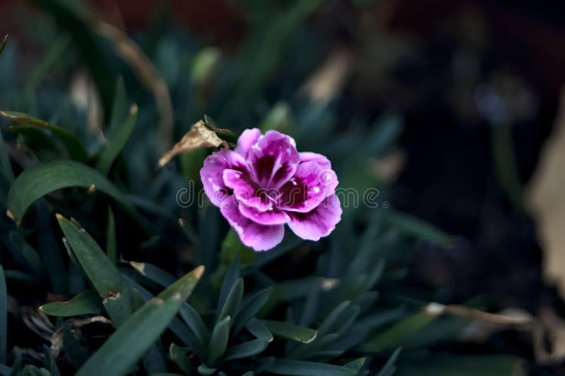 Purple and Violet Carnations in Bloom Seen Up Close Stock Image - Image ...