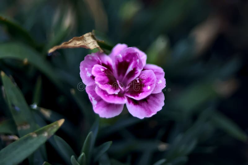 Purple and Violet Carnations in Bloom Seen Up Close Stock Photo - Image ...