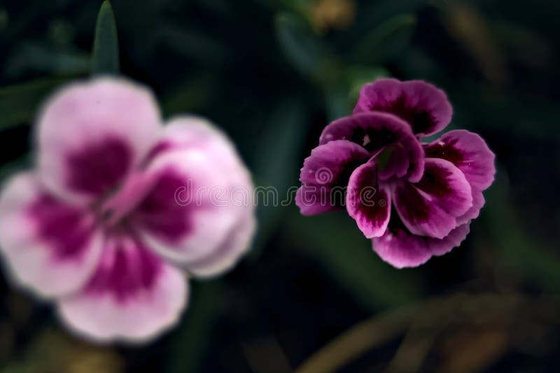 Purple and Violet Carnations in Bloom Seen Up Close Stock Image - Image ...