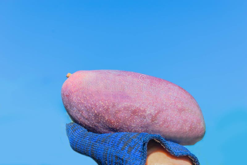 The Purple, Violet, Color of Mango Species, Fruit on the Hand with the ...