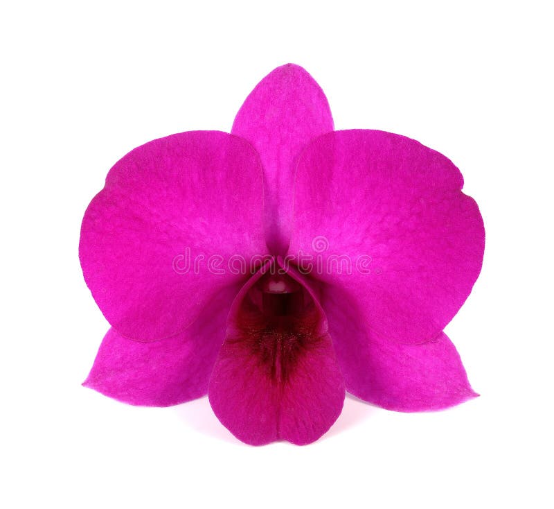 Purple Violet Orchid on White Stock Photo - Image of purple, nature ...