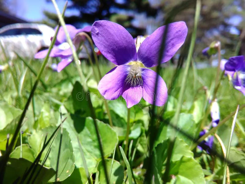 Purple violet stock image. Image of purple, violet, pretty - 92130159