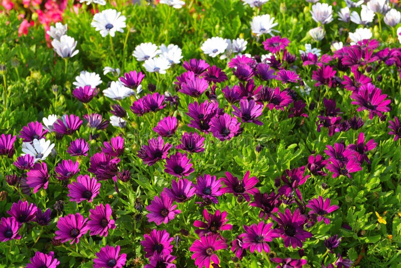 Purple Violet In The Summer Stock Photo - Image of park, bright: 47887982