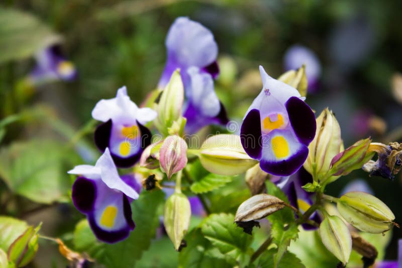 Purple Violet in the Summer Stock Photo - Image of leaf, flora: 47887982