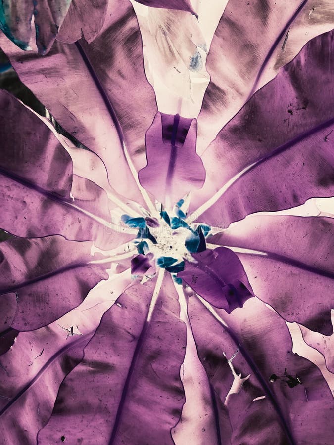 Purple or Violet Texture Pattern Background Stock Photo - Image of ...