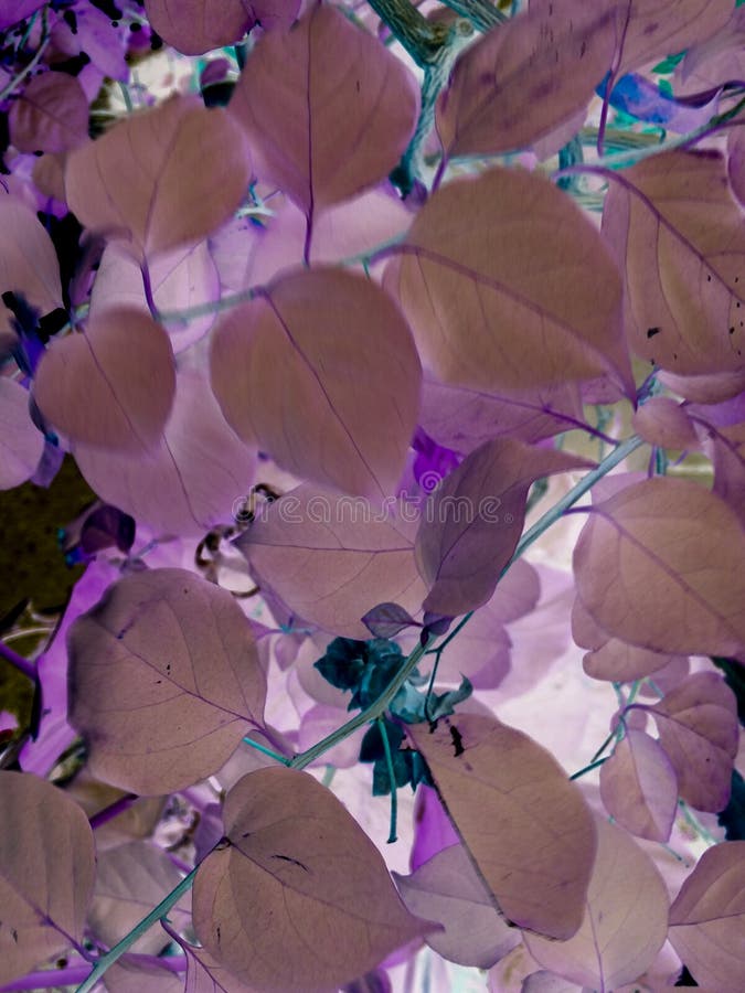 Purple or Violet Texture Pattern Background, Violet Ultra Concept Stock ...