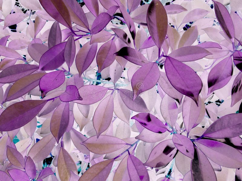 Purple or Violet Texture Pattern Background, Violet Ultra Concept Stock ...