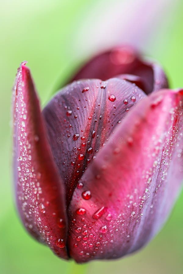 Purple violet tulip. stock image. Image of nature, bunch - 70188879