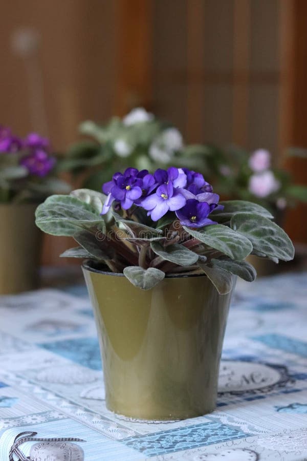 Purple Violet in a Vase on a Blue Table with Flower Background Stock ...