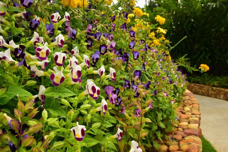Purple and Violet with Yellow Flowers Near the Path Way Stock Photo ...