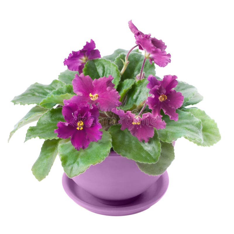 Purple violets stock photo. Image of flowering, close - 24152636