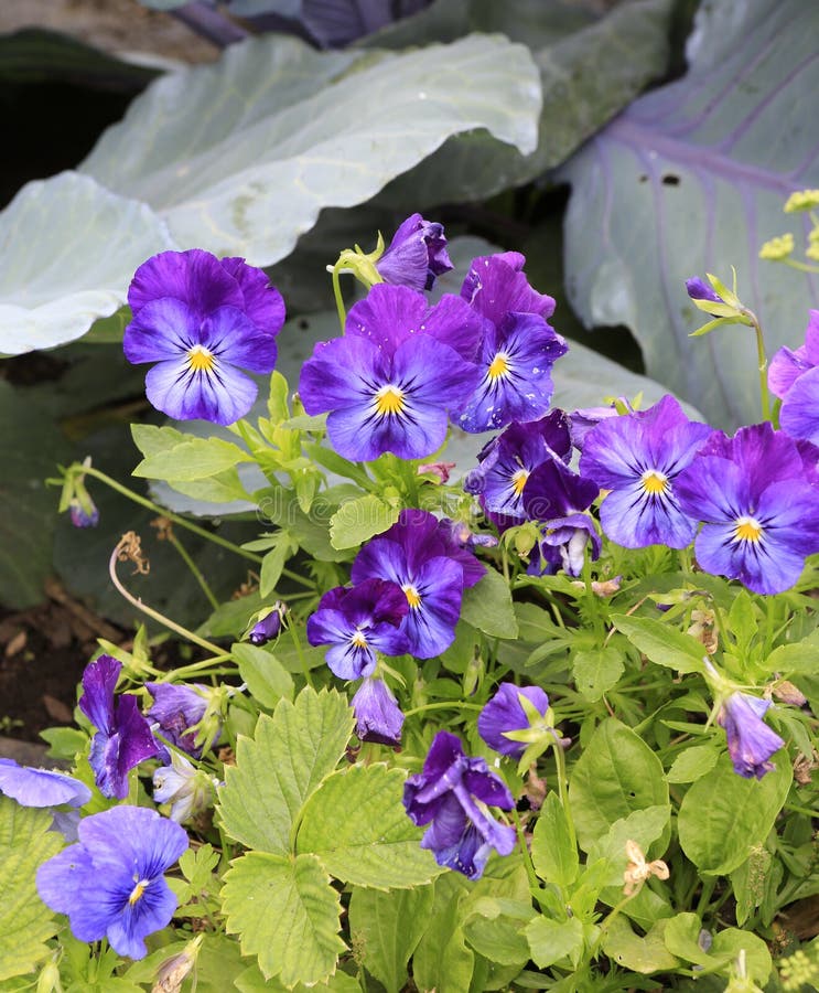 Purple violets stock photo. Image of drops, violet, garden - 38207604