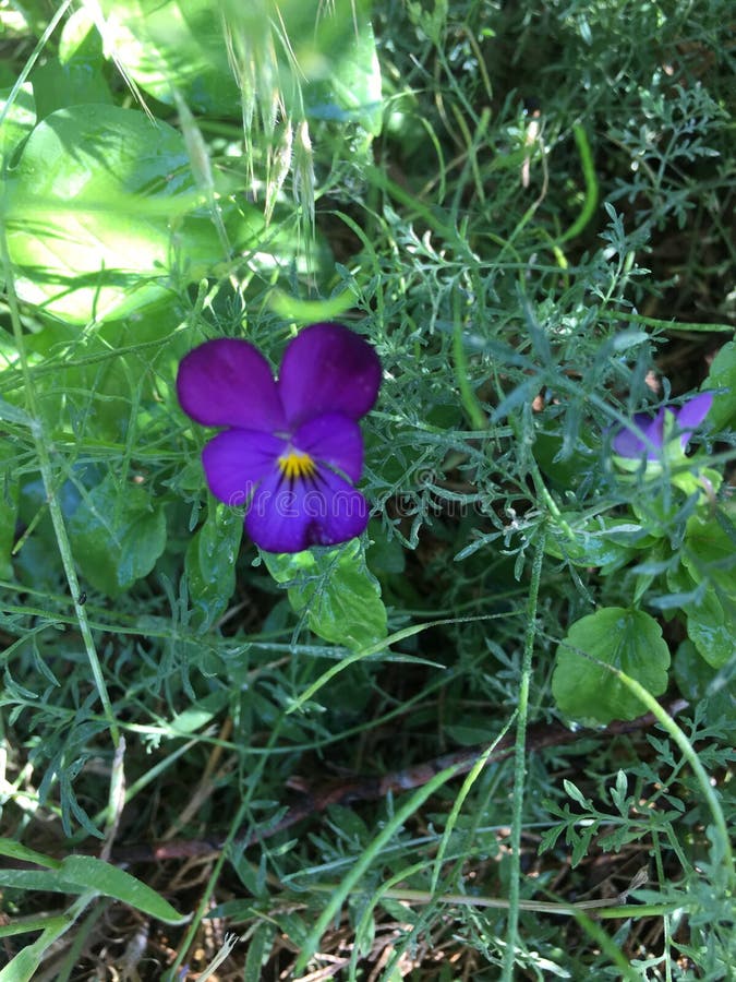 Purple Violets stock image. Image of blooming, wild, violets - 99464731