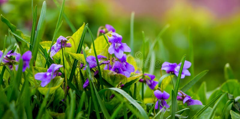 Purple Violets in the Forest. Spring Flowers_ Stock Photo - Image of ...